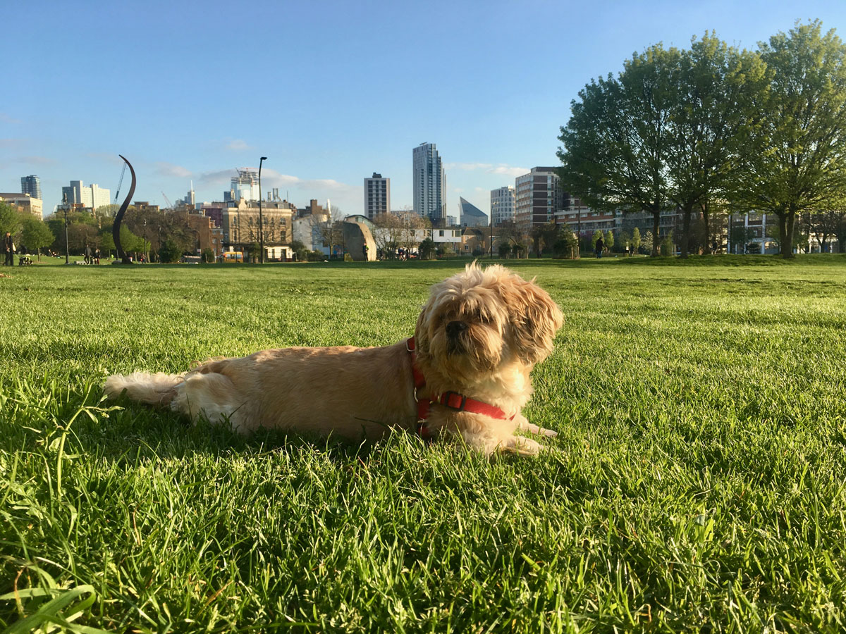 Taking care of a dog in London - everything you need to know | The Sisters